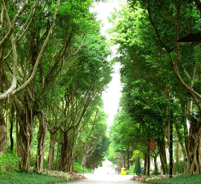 Greening - See GREEN, Go GREEN (128)