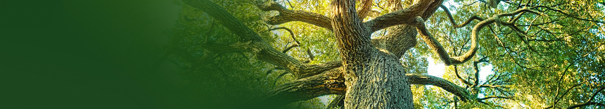 Greening - Video on Proper Removal and Follow-up Procedures of BRRD ...