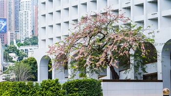 Greening - Landscape Corner (117)