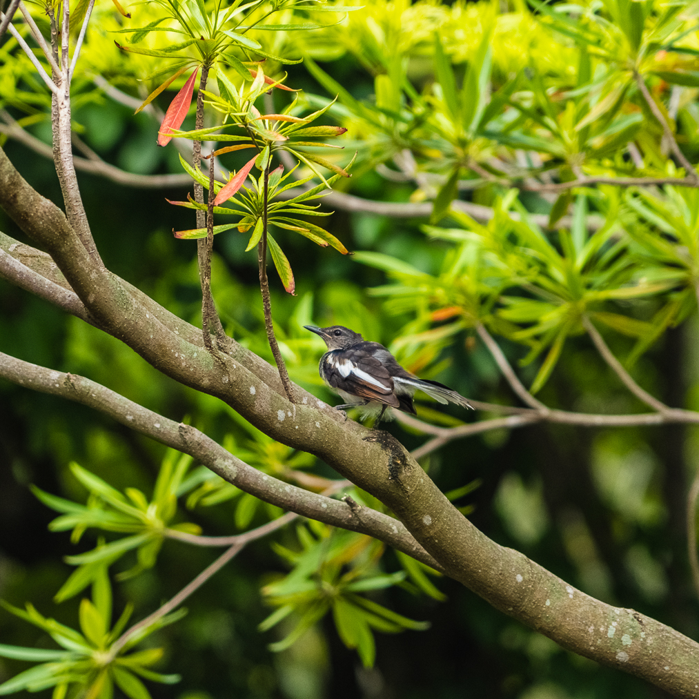 Greening - Landscape Corner (46)