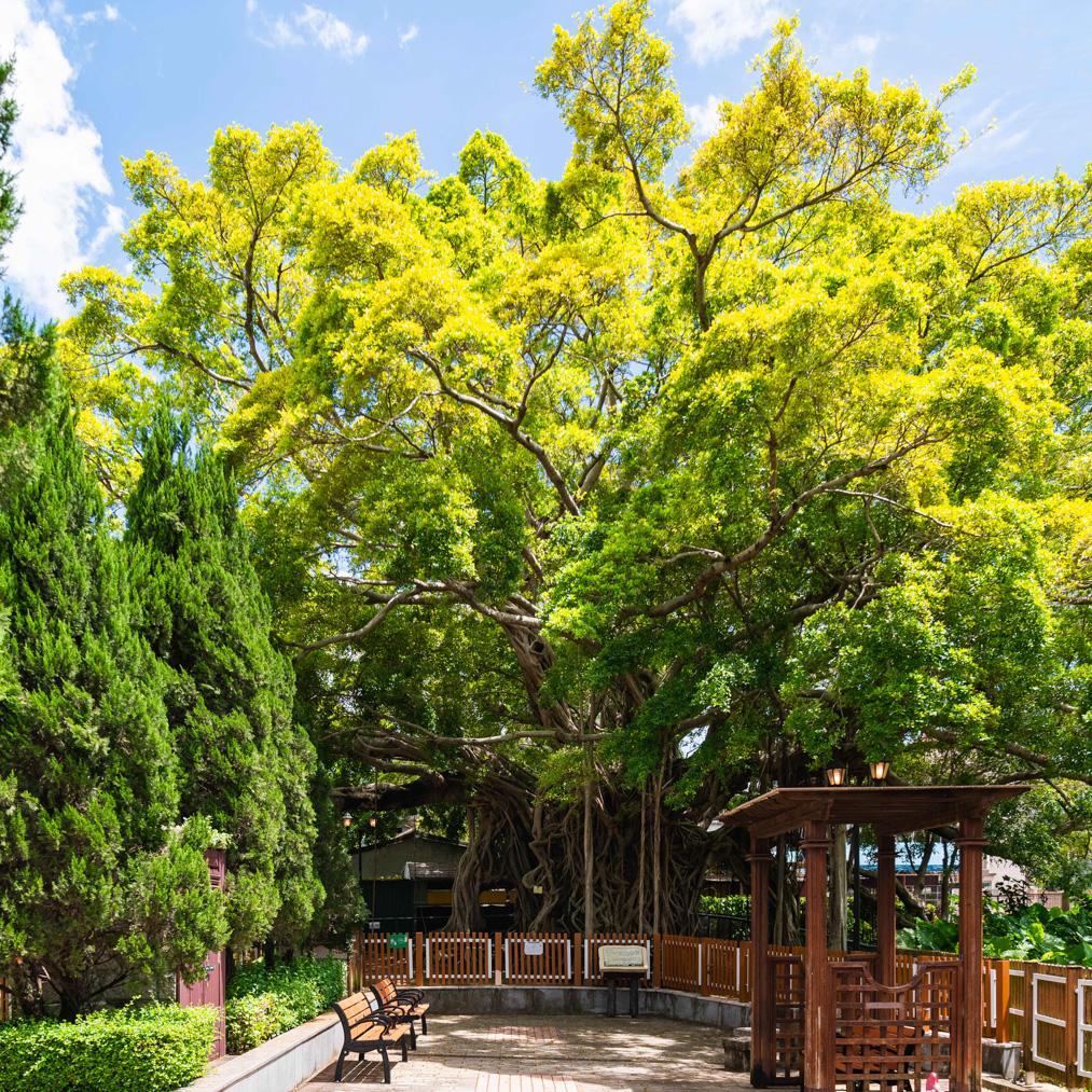 綠化 - 園境閣 (64)