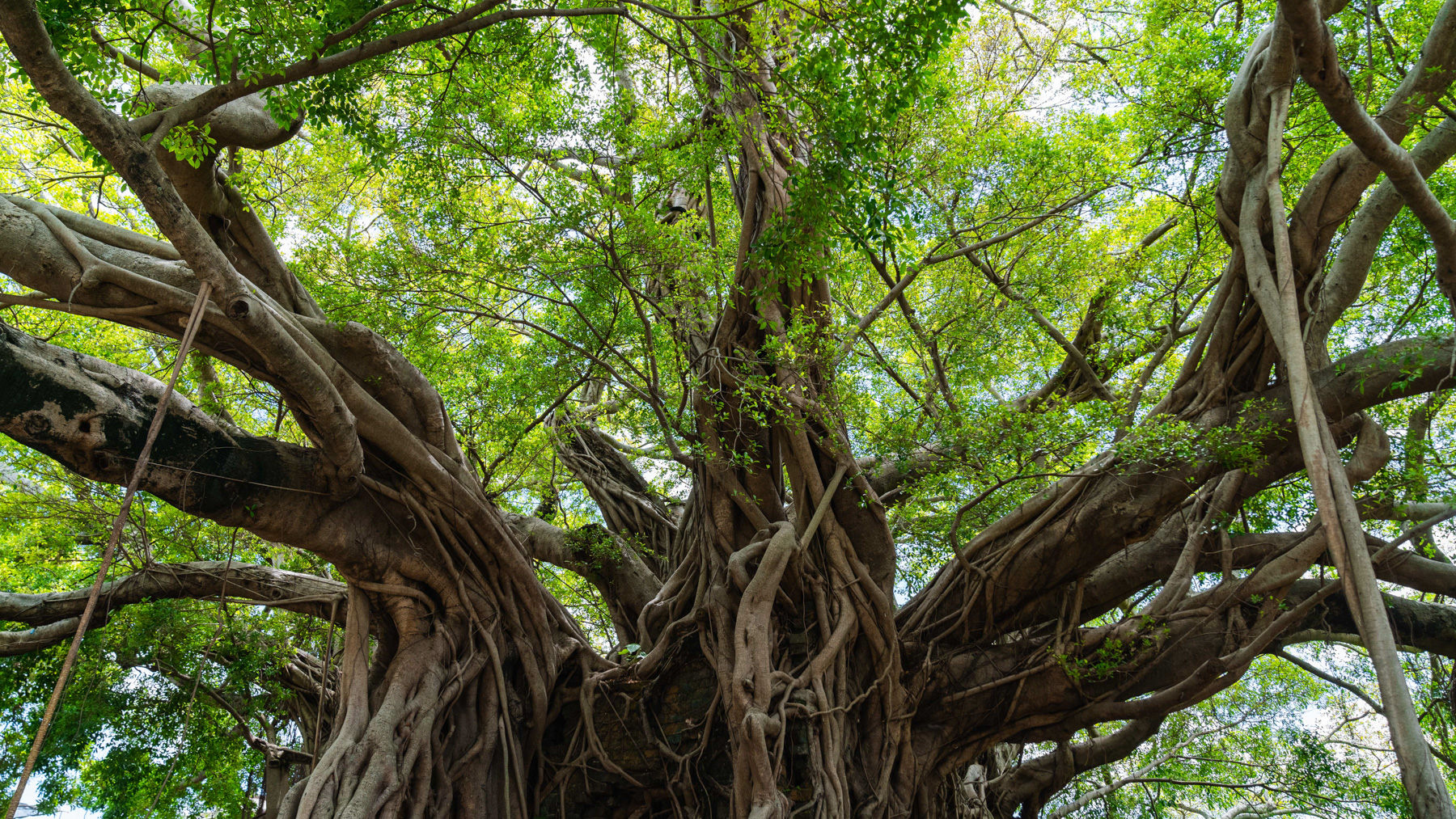 Greening - Landscape Corner (64)