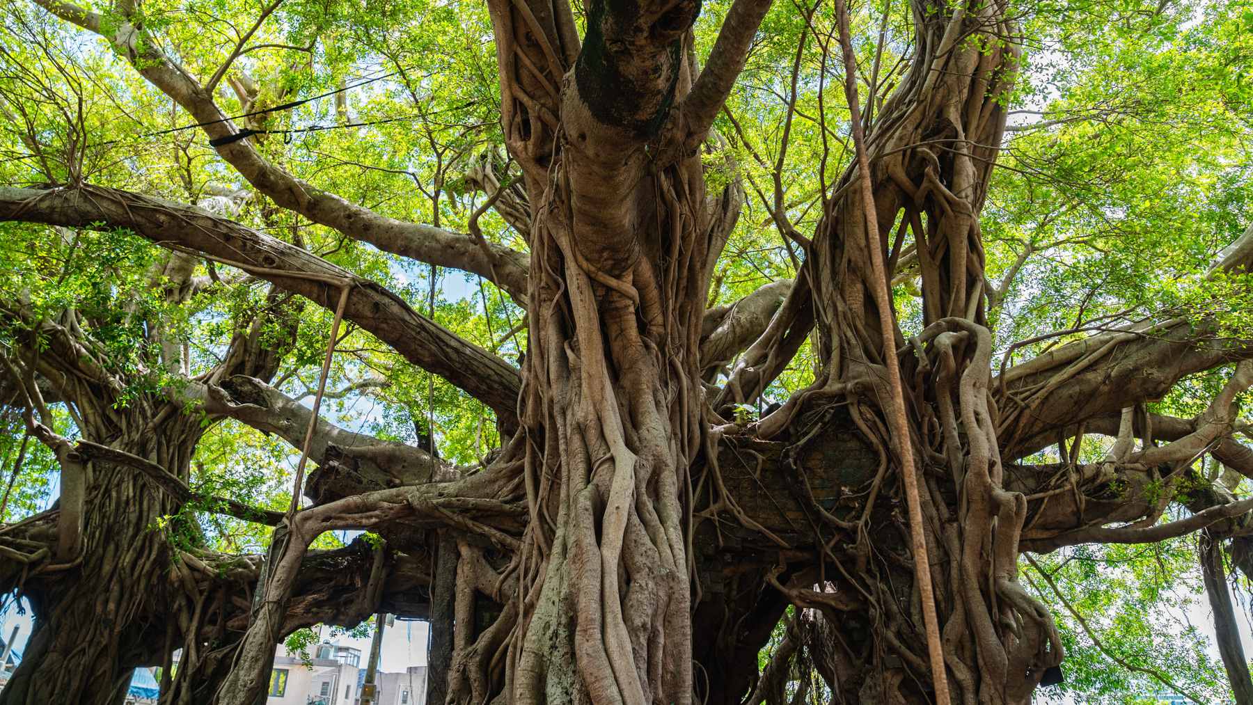 Greening - Landscape Corner (64)