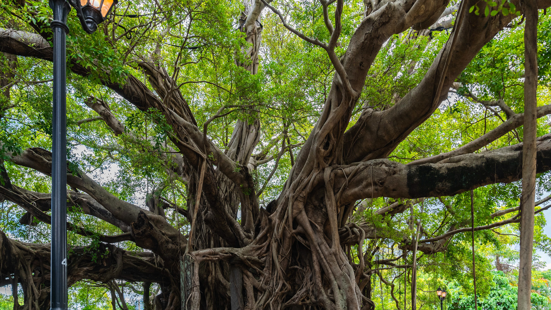 Greening - Landscape Corner (64)