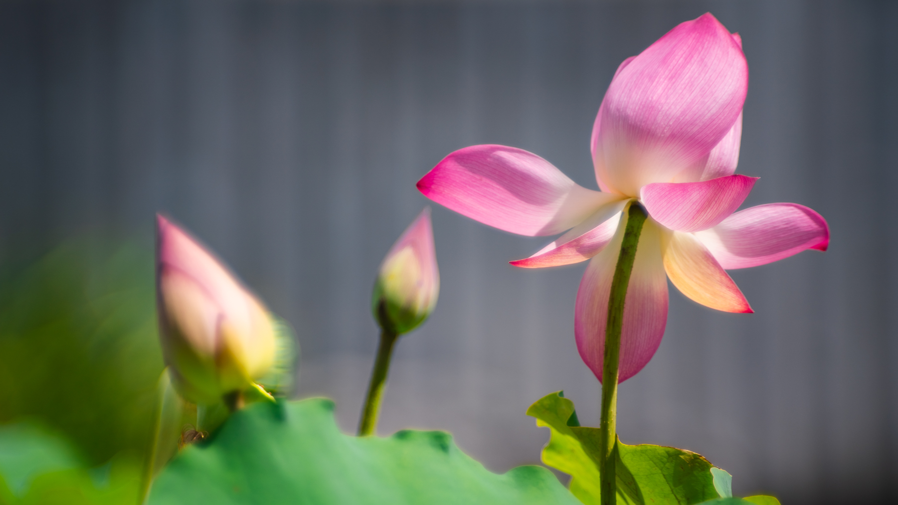 Greening - Landscape Corner (67)