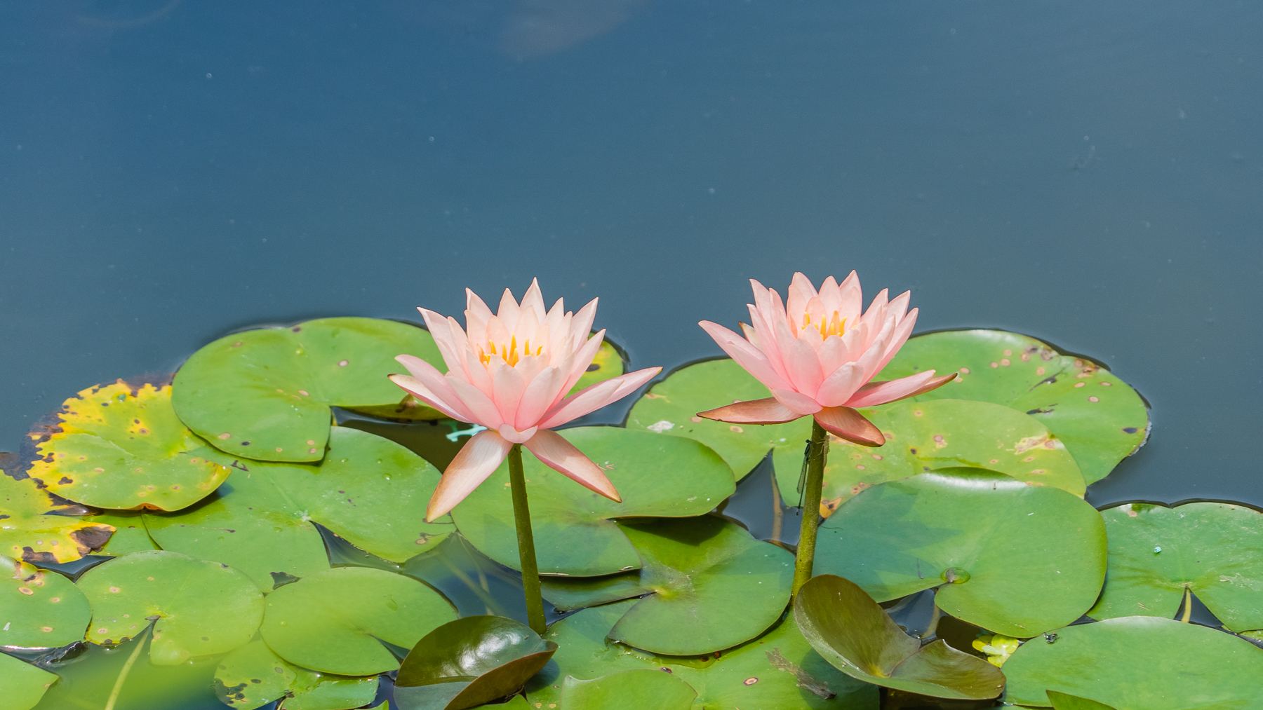 Greening - Landscape Corner (67)