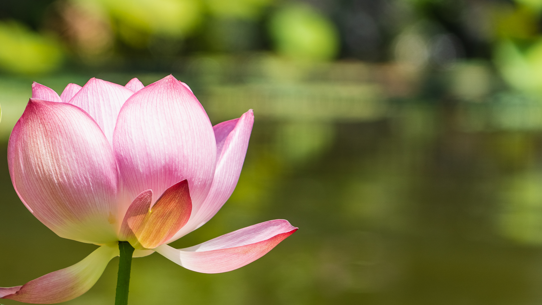 Greening - Landscape Corner (67)