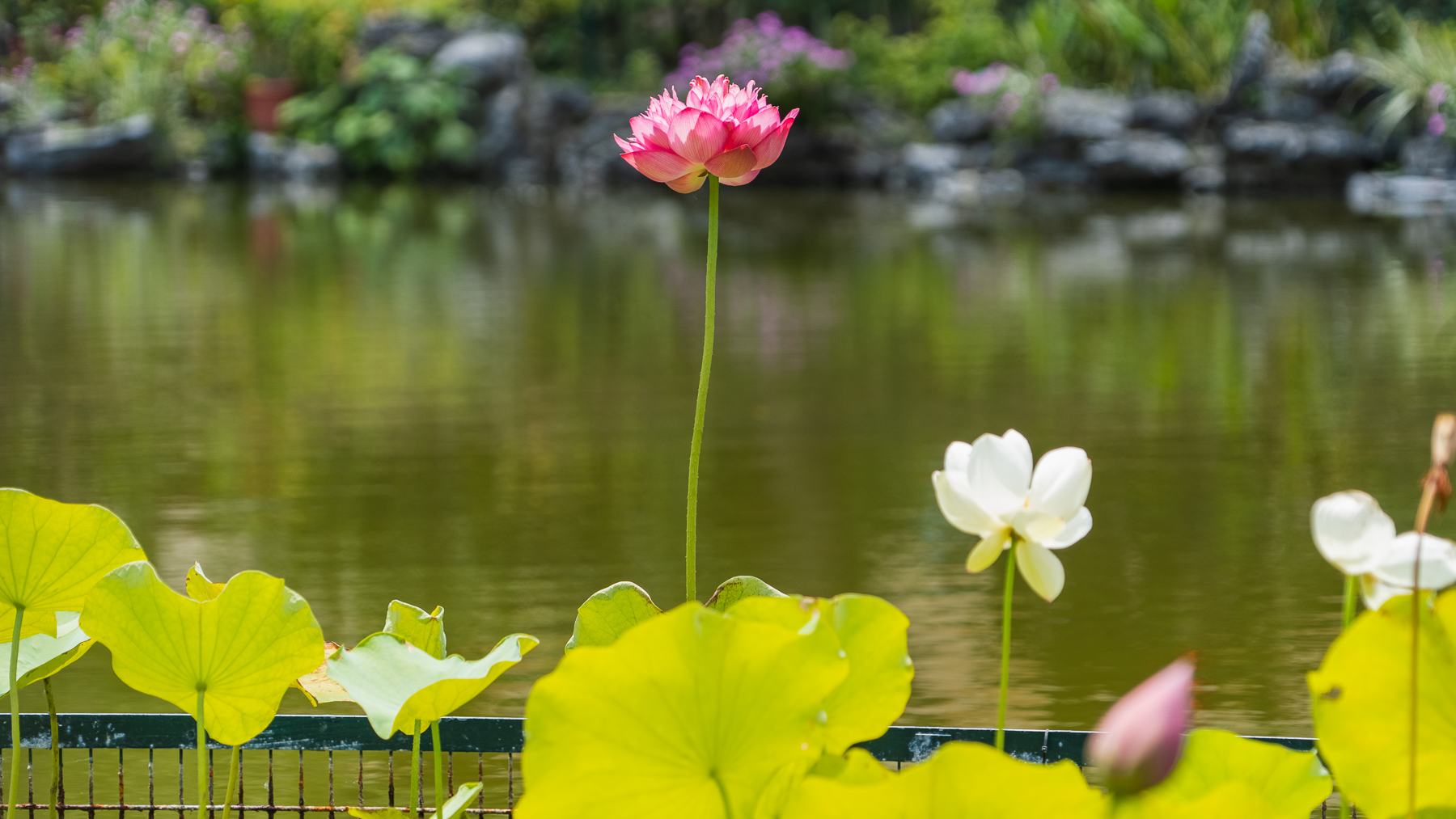 Greening - Landscape Corner (67)